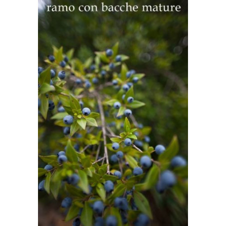 Mirto rosso - Bresca Dorada